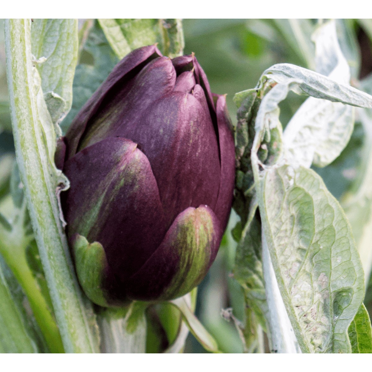 Esplora la magia della Festa del Carciofo Violetto a Sant'Erasmo con ...